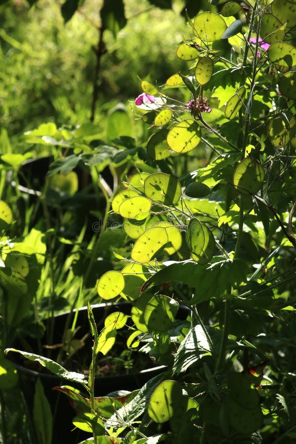 Green Seed Pods Forming on Annual Honesty Plant Stock Photo - Image of ...