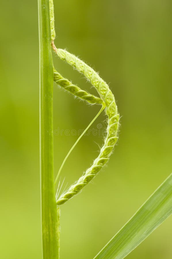 Green Seed Spike Resambling Caterpillar Stock Photo - Image of grain ...