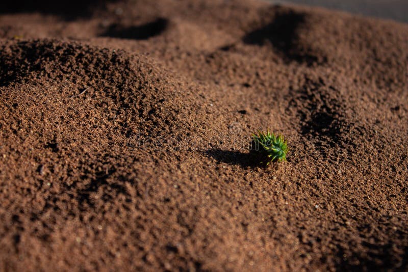 Seed on desert stock image. Image of subject, lonely - 143563071