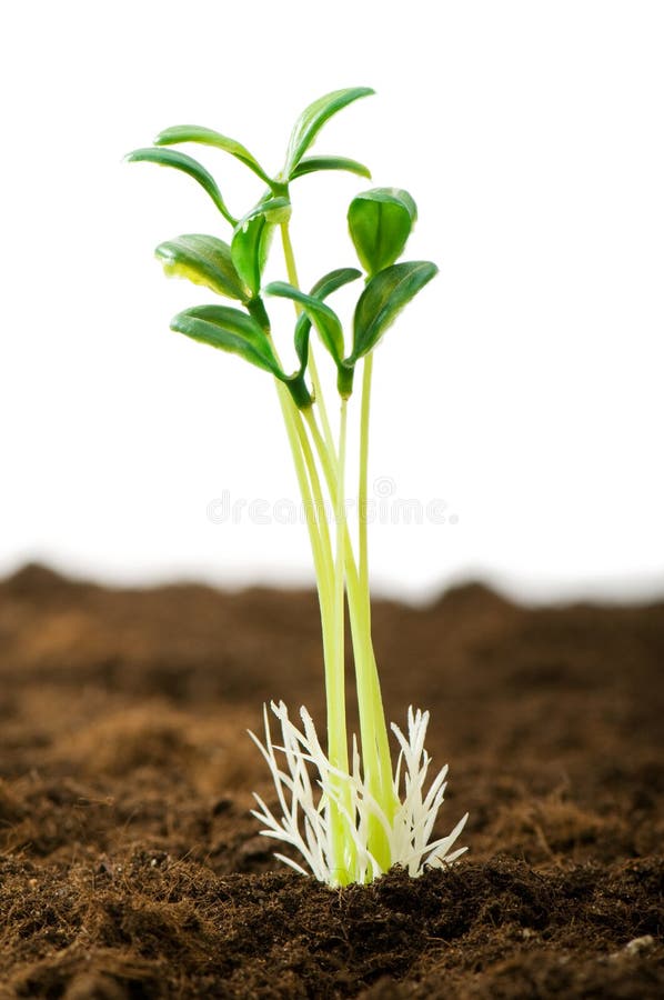 Green seedling stock photo. Image of dirt, environmental - 15219454