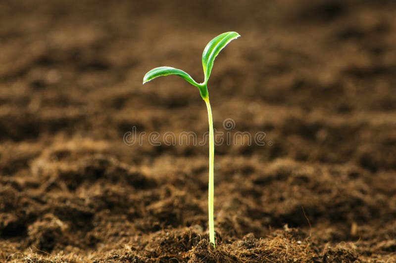Woman Taking Care of Young Vegetable Seedling Outdoors, Closeup Stock ...