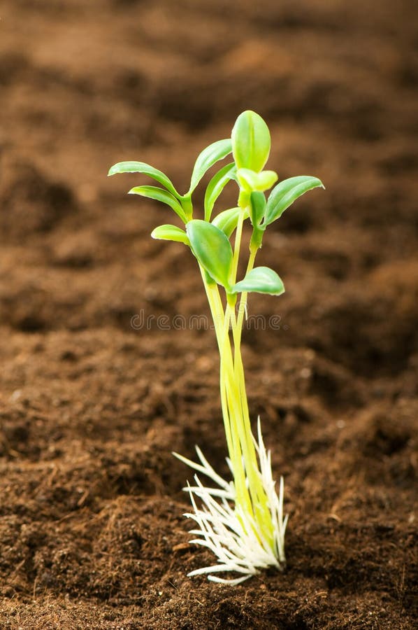 Green seedling stock image. Image of close, leaf, ideas - 15487583