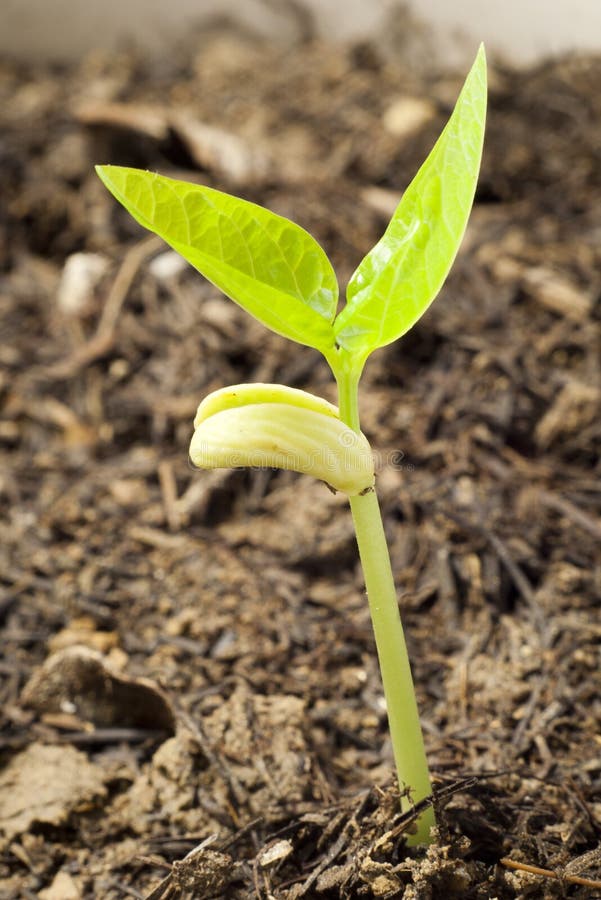 Seedling stock photo. Image of organic, earth, plant - 13867566