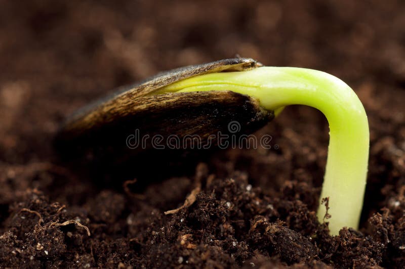Green seedling stock photo. Image of care, closeup, leaf - 22999820