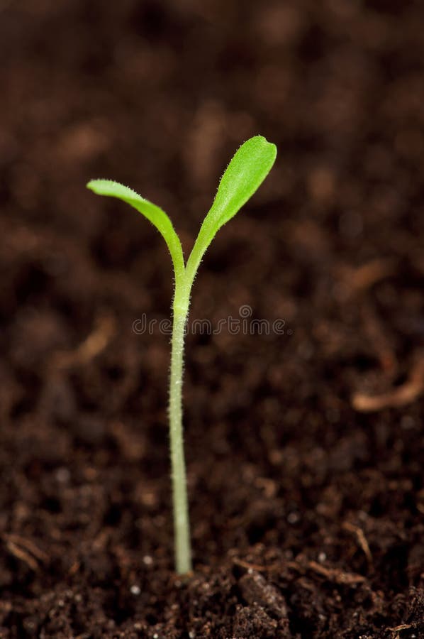Green seedling stock image. Image of cultivated, leaf - 23618281