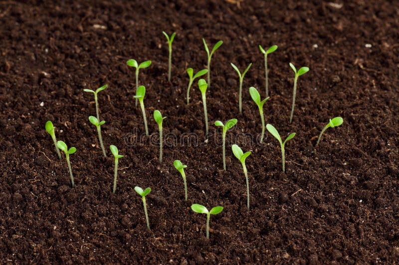 Green seedling stock image. Image of close, botanical - 23618283