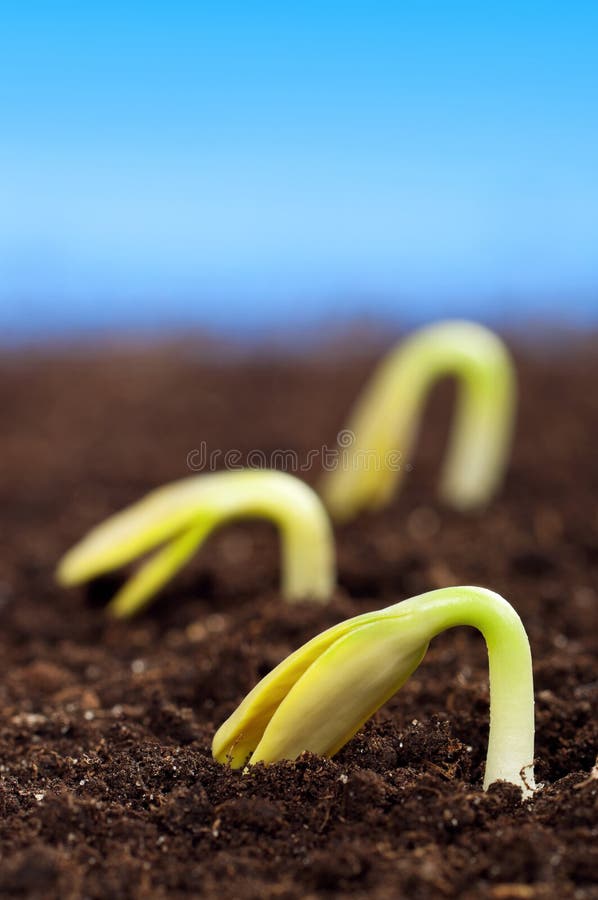 Green seedling stock photo. Image of green, burgeon, botany - 23618290