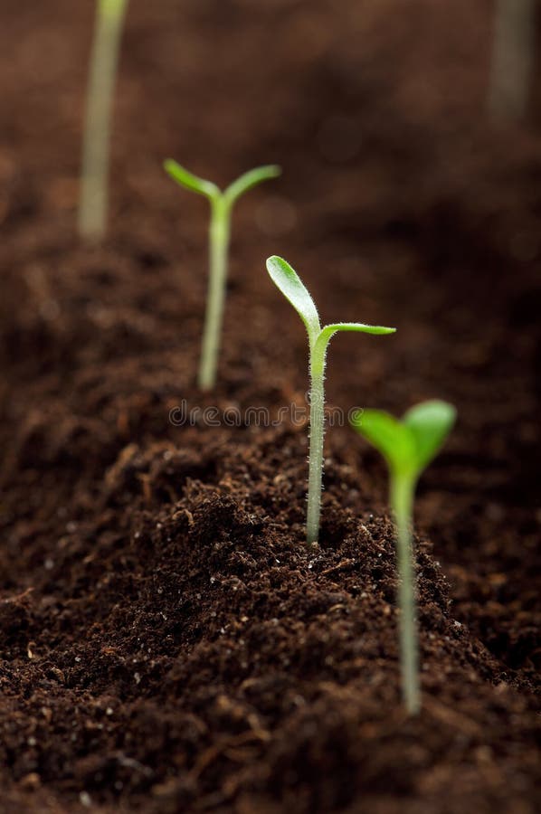 Green seedling stock image. Image of environment, earth - 22905599