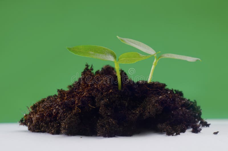 Green seedling stock photo. Image of hope, care, environment - 23636284