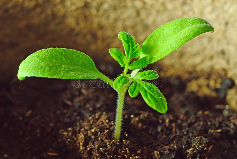 Green seedling stock photo. Image of grow, height, ground - 8400608