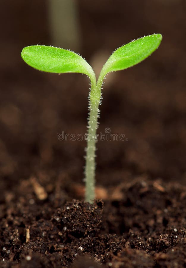 Green seedling stock photo. Image of develop, blue, dirt - 22905810