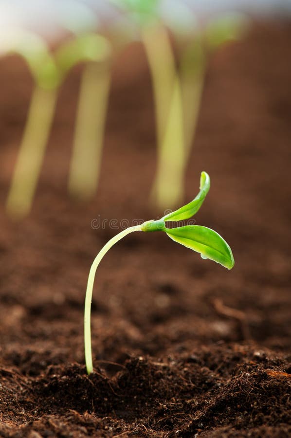 Spring seedling stock image. Image of grow, earth, germinating - 4531307