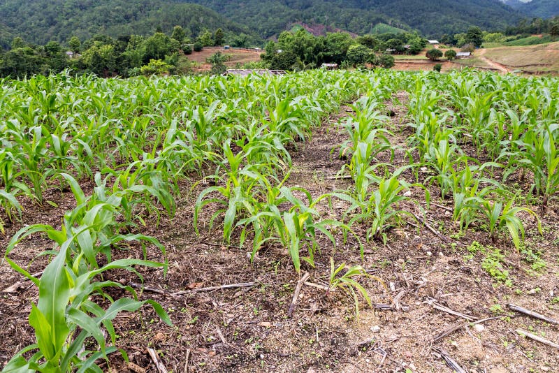 Seedling Corn Field on Red Lateritic Soil Cross Section with Plane ...