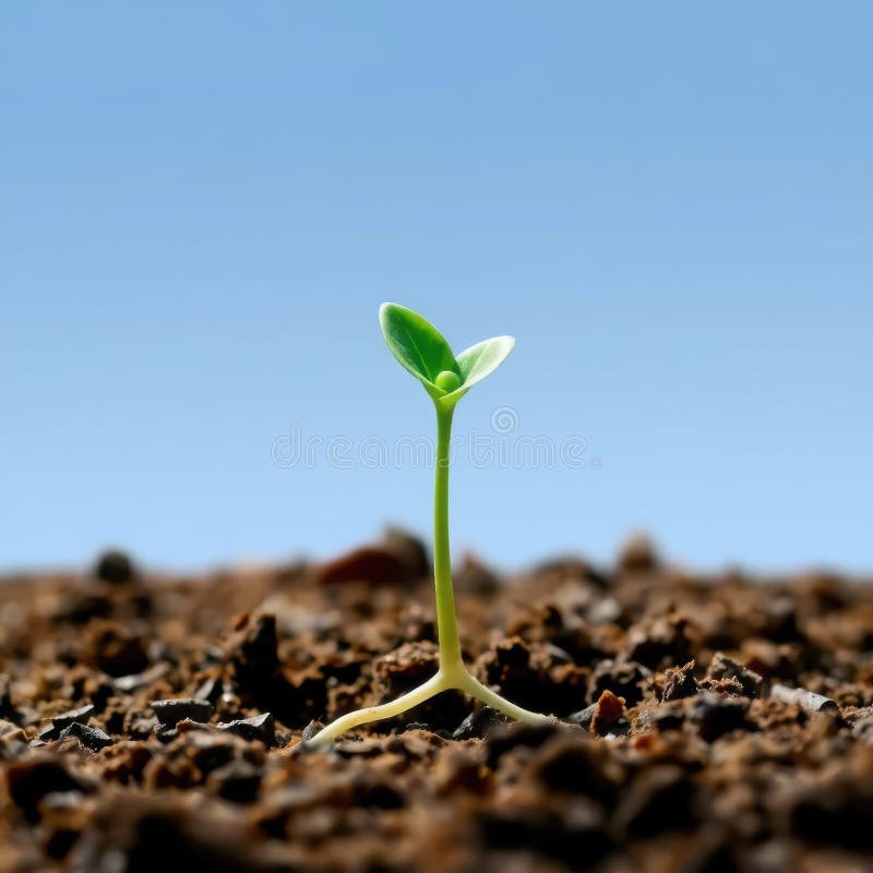 Green Seedling Emerging from Dark Soil with Clear Blue Sky in the ...