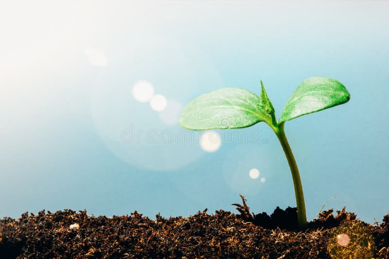 Green Seedling Growing on the Ground Stock Photo - Image of progress ...