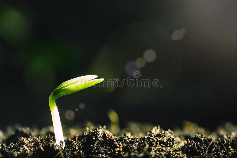 Green Seedling Growing on the Ground Stock Photo - Image of progress ...