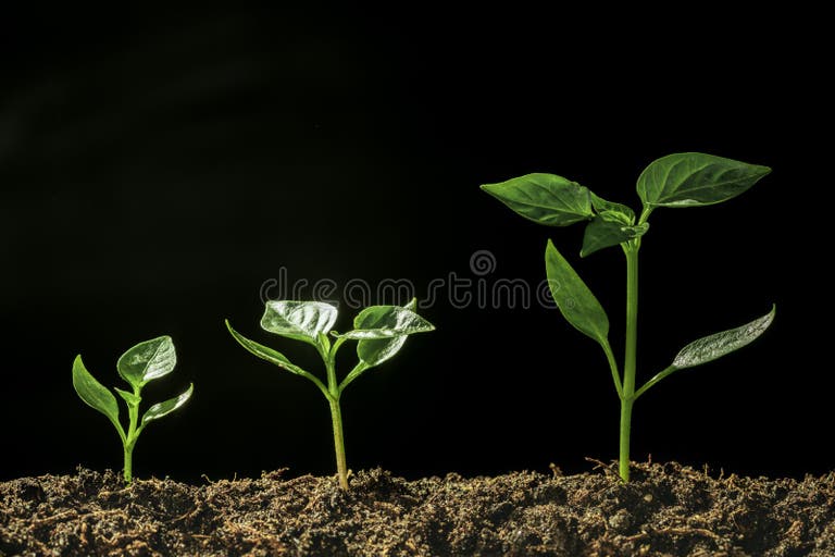 Seed Sowing Chart Stock Photos - Free & Royalty-Free Stock Photos from ...