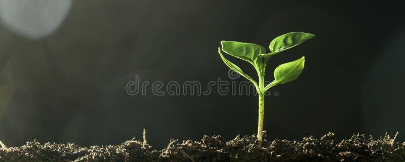 Seed Sowing Chart Stock Photos - Free & Royalty-Free Stock Photos from ...