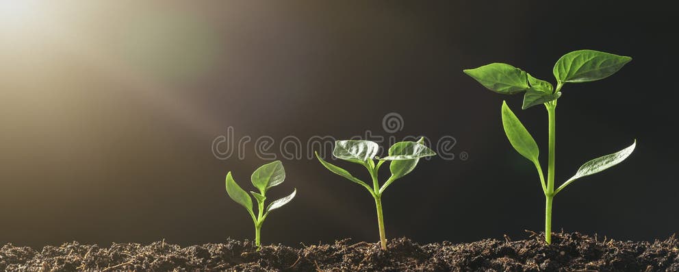Seed Sowing Chart Stock Photos - Free & Royalty-Free Stock Photos from ...