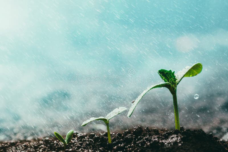 Seed Sowing Chart Stock Photos - Free & Royalty-Free Stock Photos from ...