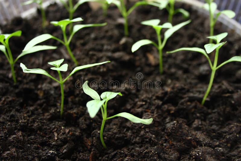 Green seedling stock image. Image of farming, seed, seedling - 30019085