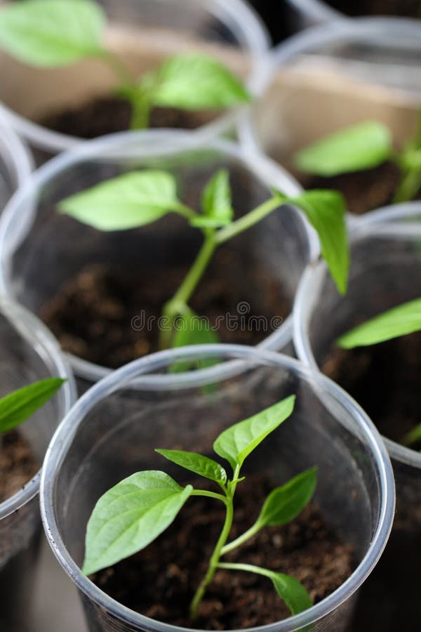 Green seedling stock photo. Image of environment, garden - 30149160