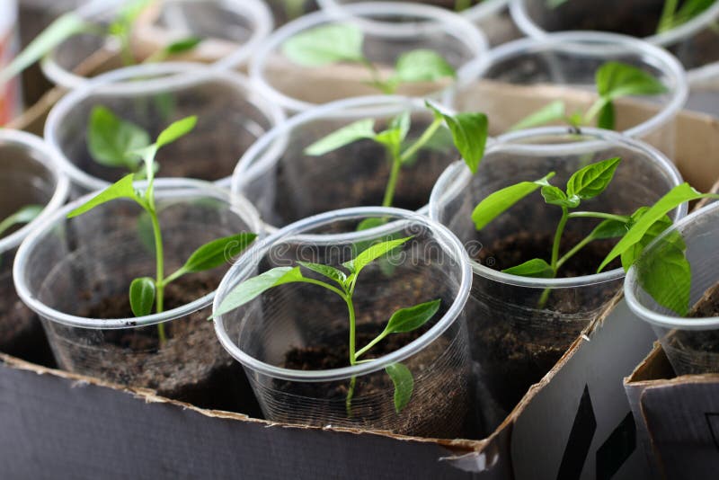 Green seedling stock image. Image of seedling, sapling - 30149175