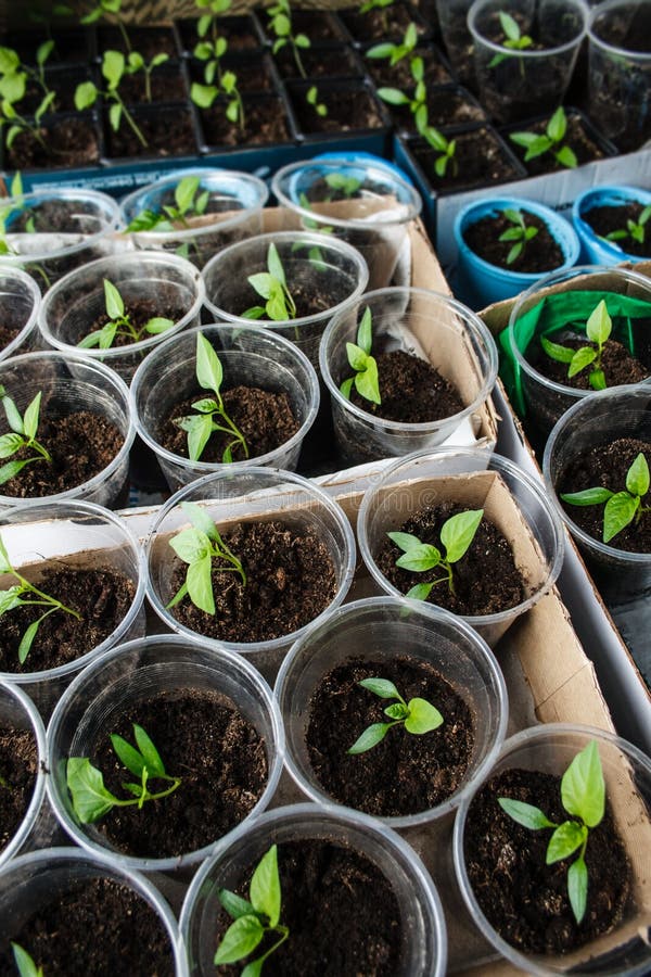 Green seedling growing stock image. Image of environment - 39548761