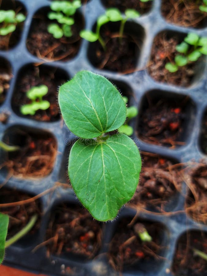 Green Seedling Growing Out of Soil Stock Photo - Image of vegetable ...