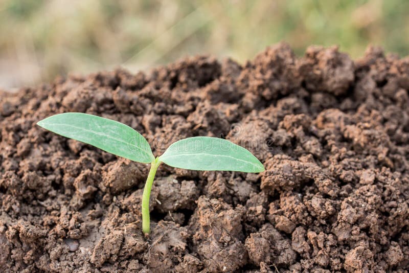 Green Seedling Growing Out Of Soil In Sunshine Stock Image - Image of ...