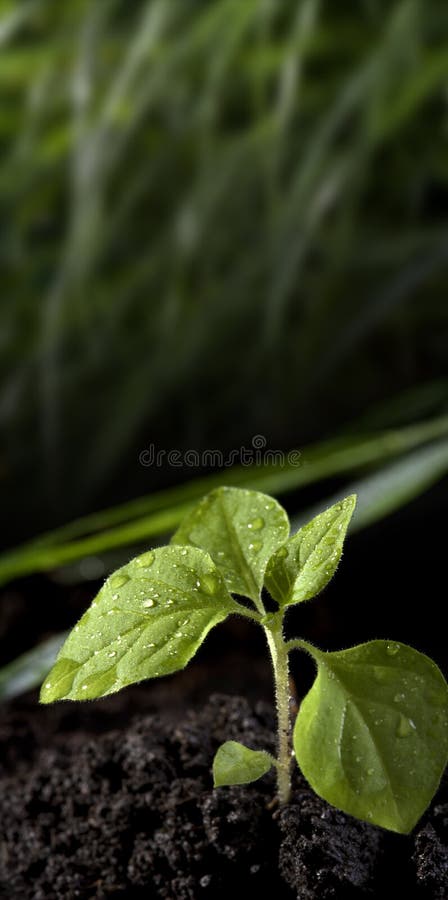 Green seedling stock image. Image of land, gardening - 31725807