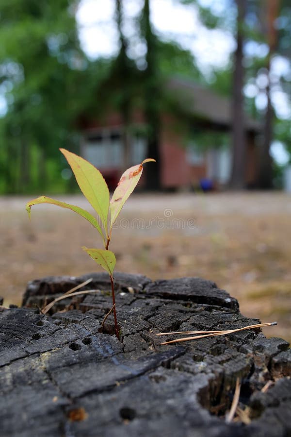 Sprout on the stump stock image. Image of sprout, natural - 121983915
