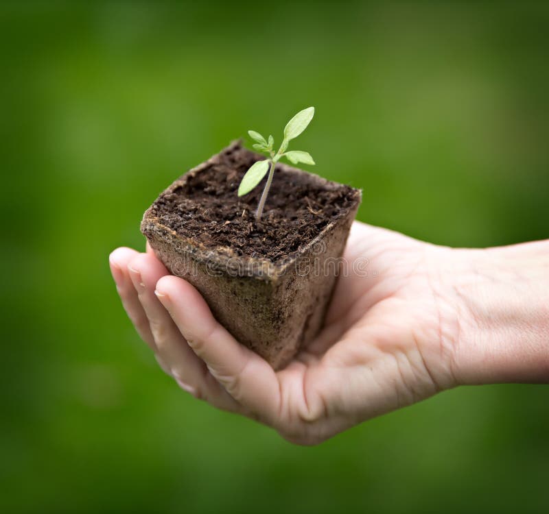 Green seedling in hand stock photo. Image of seedling - 72285228