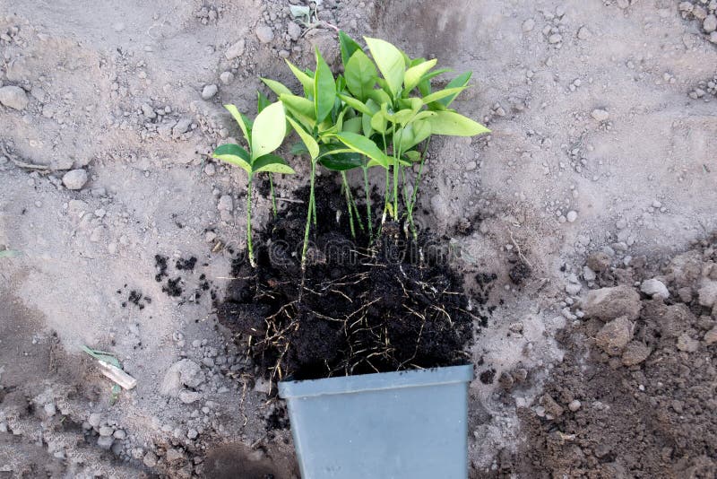 Seedling basil stock image. Image of kitchen, garden - 48905173