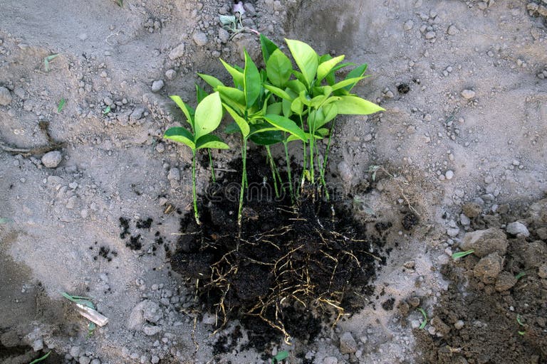 Green Seedling with Open Root System. Stock Image - Image of black ...