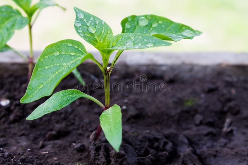 Green Seedling Pepper in the Ground Closeup Stock Image - Image of ...