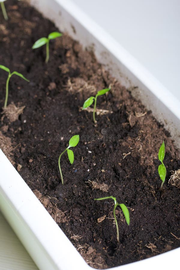 Green Seedling Sprouts. Growing Seedlings in a Plastic Container. Soil ...