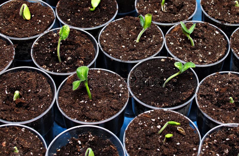 Green seedlings stock image. Image of herb, marrow, beginnings - 14669419