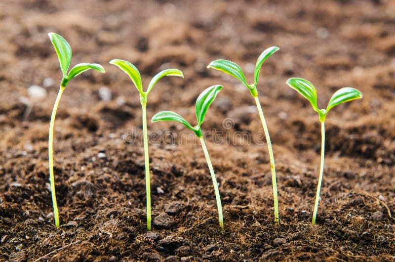 Green seedlings stock photo. Image of care, life, growing - 28348130