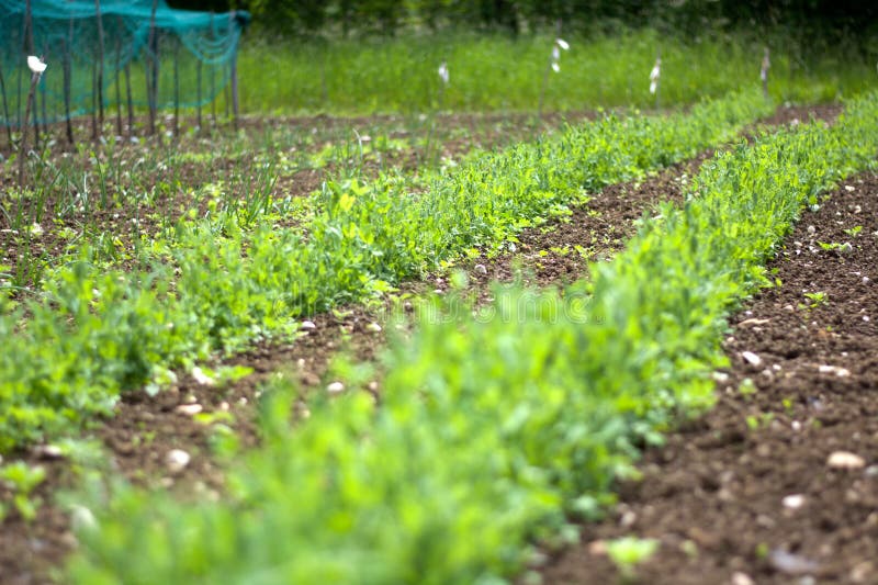 Green Seedlings, and in the Background the Hail Net Stock Image - Image ...