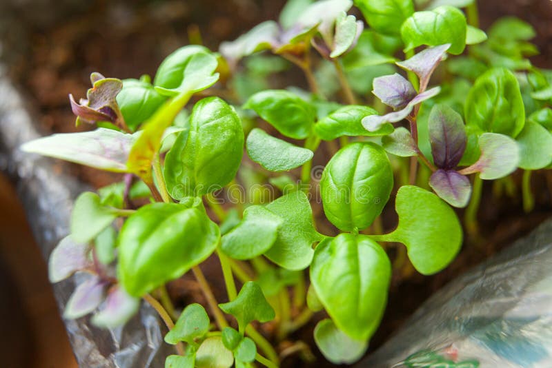 Green Seedlings of Basil in Spring Stock Photo - Image of italian ...