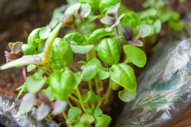 Green Seedlings of Basil in Spring Stock Photo - Image of italian ...