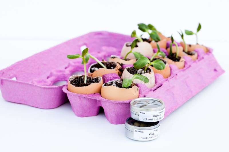 Green Seedlings Growing Out of Soil in Egg Shells Stock Photo - Image ...