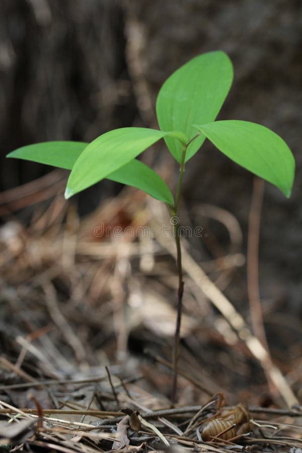 Green seedlings stock photo. Image of growth, wild, seedlings - 59335966