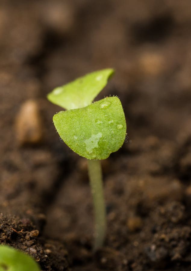 Green seedlings stock image. Image of rural, fresh, growth - 42347499