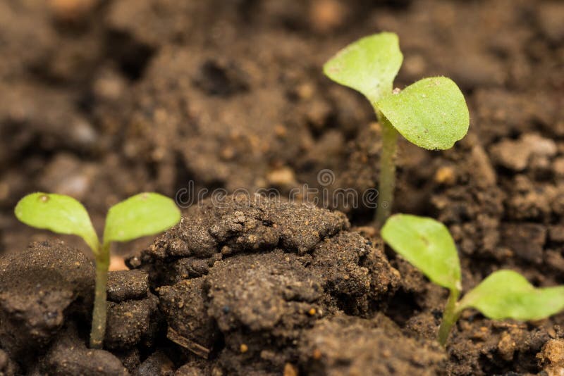 Green seedlings stock image. Image of bright, growth - 42347683