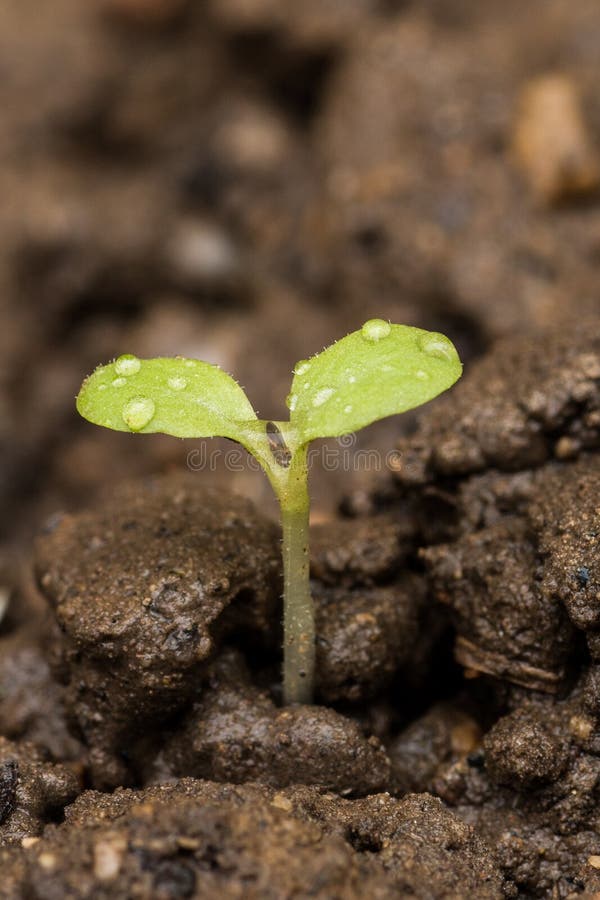 Green seedlings stock photo. Image of organic, farm, soil - 42347726