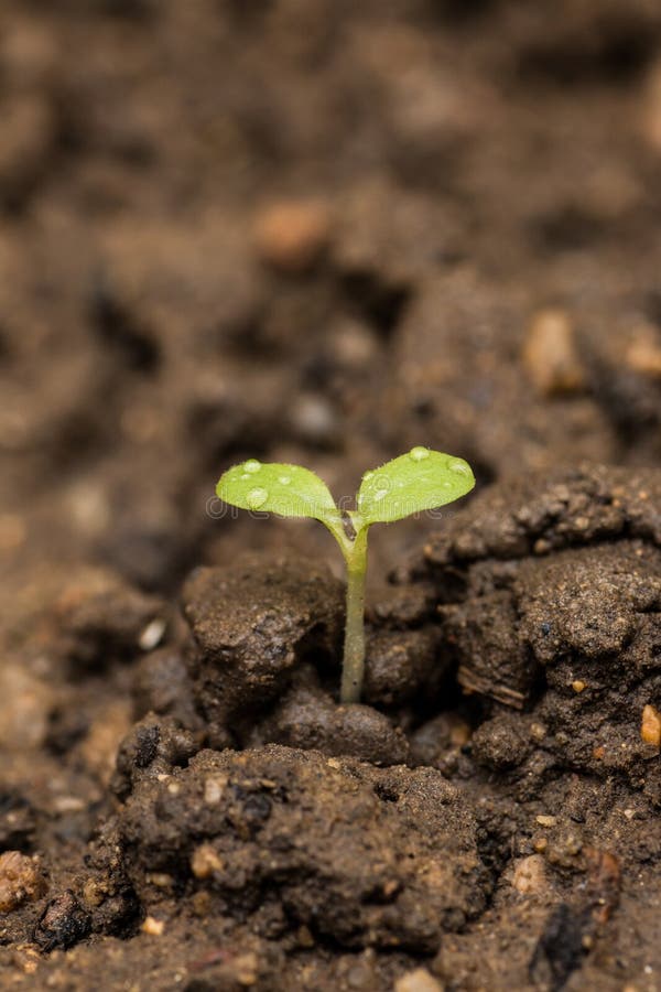 Green seedlings stock image. Image of green, lush, plant - 42347765