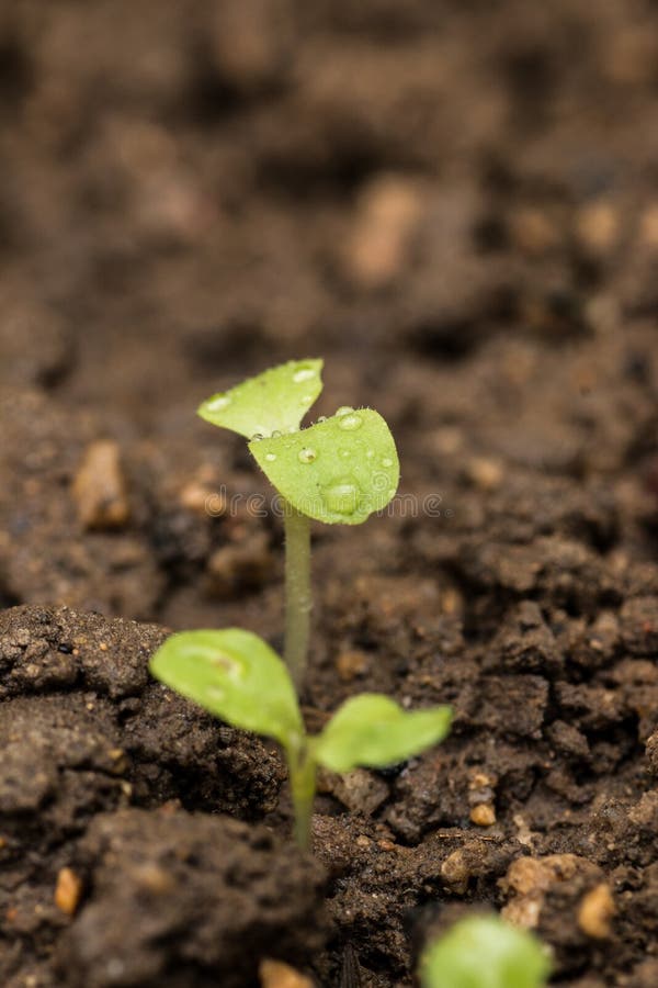 Green seedlings stock photo. Image of beginning, nature - 42347784