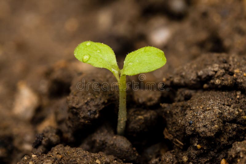 Green seedlings stock photo. Image of hope, botanical - 42347996
